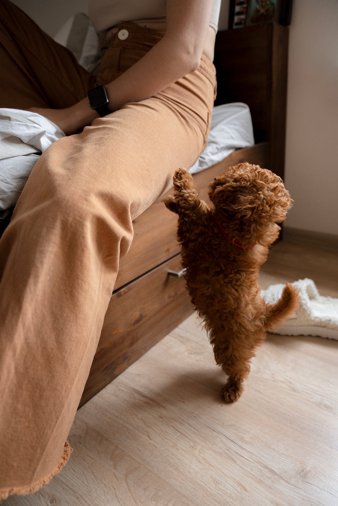 Why are you so obsessed with me? Settling dogs with separation anxiety – Leadr Pet