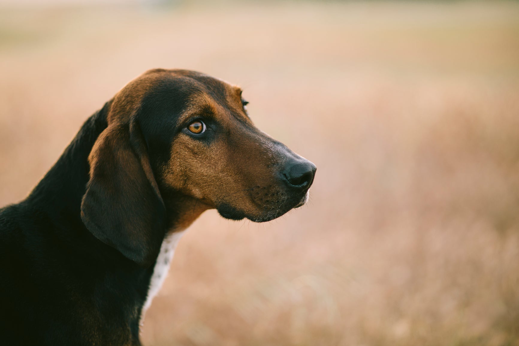 Good health starts within – the pros and pros of pup probiotics. – Leadr Pet